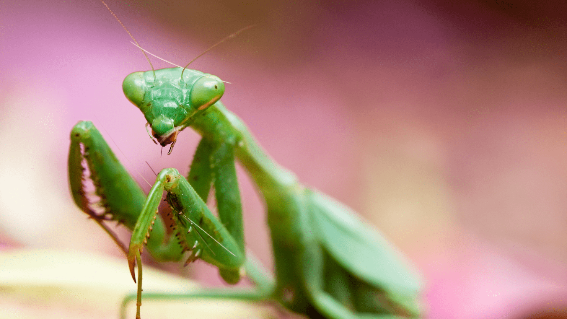 Lo Que Deberías Saber Sobre Las Mantis Religiosas - ADR Networks
