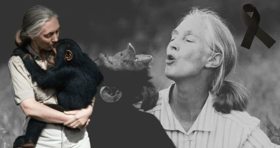 Muere Jane Goodall a los 91 años: la científica que cambió para siempre ...